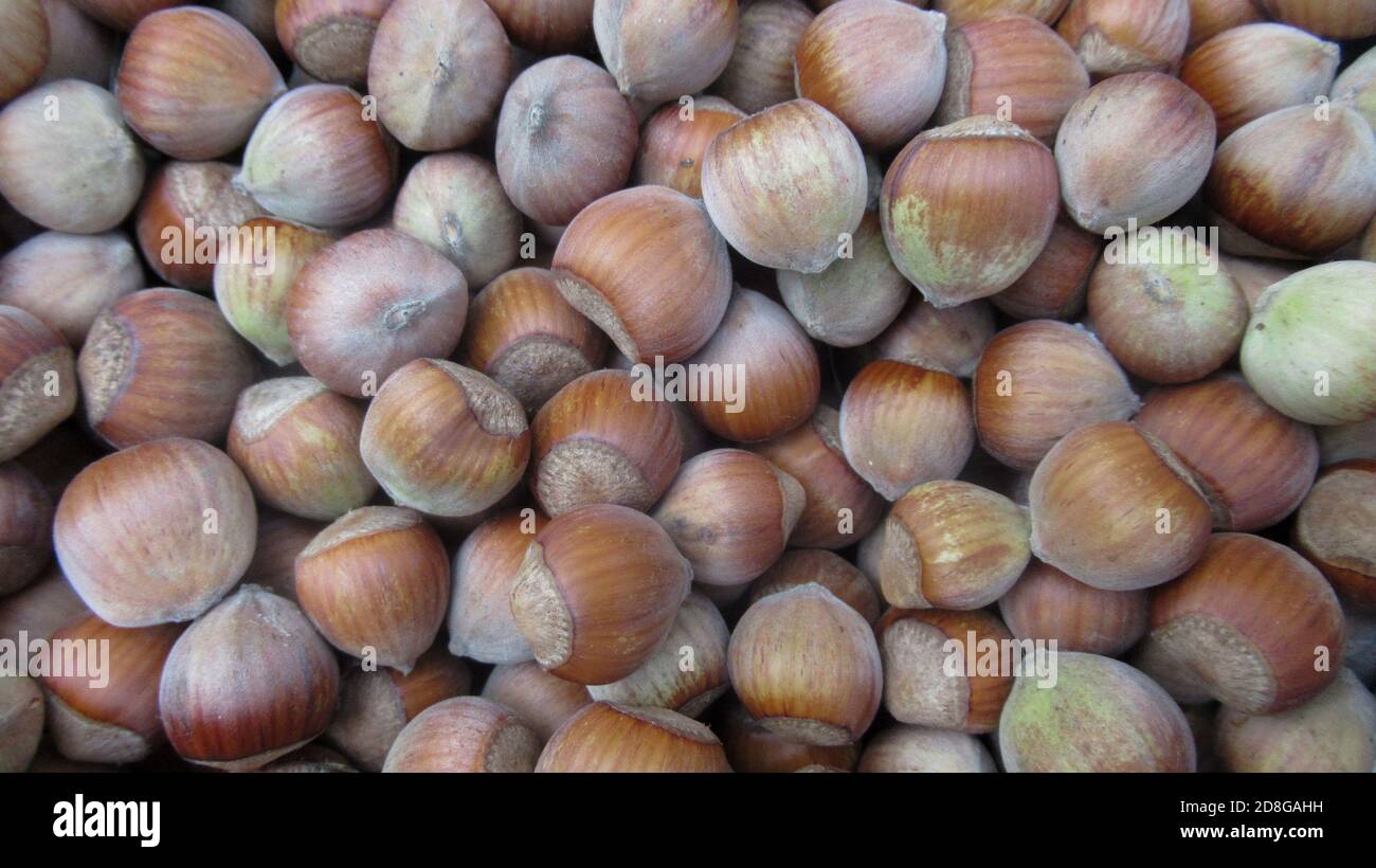 Close up of a hazelnuts. Food background, photo wallpaper Stock Photo ...