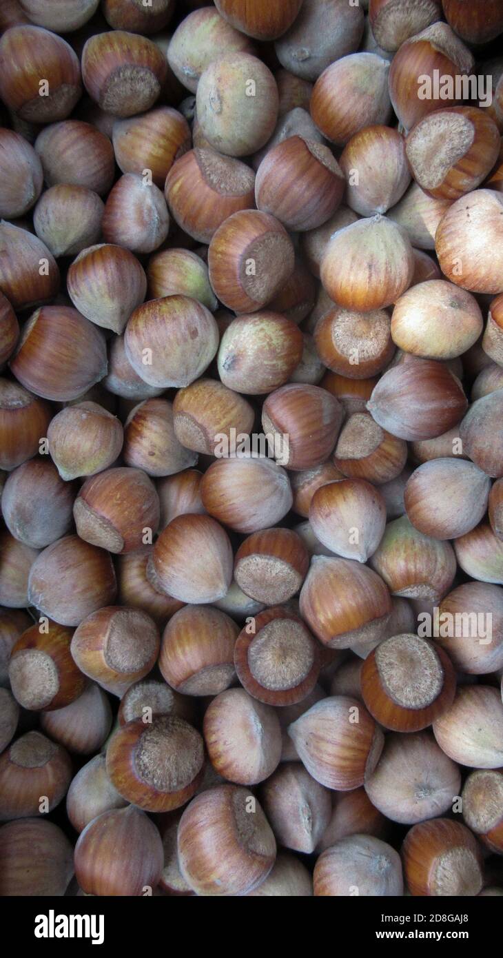 Hazelnuts wallpaper hi-res stock photography and images - Alamy