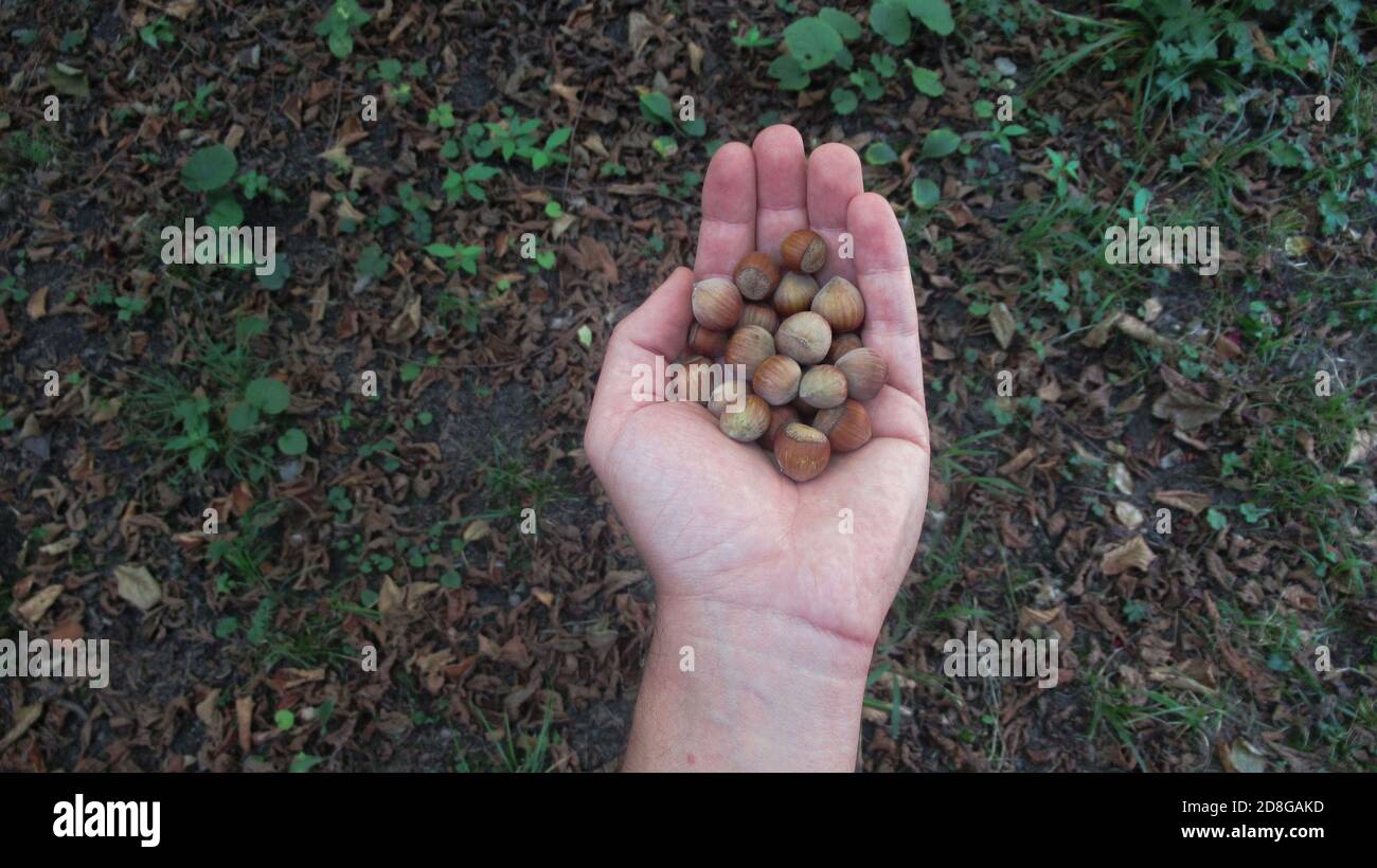 Close up of a hand holding hazelnuts. Organic, natural, fresh hazelnuts ...