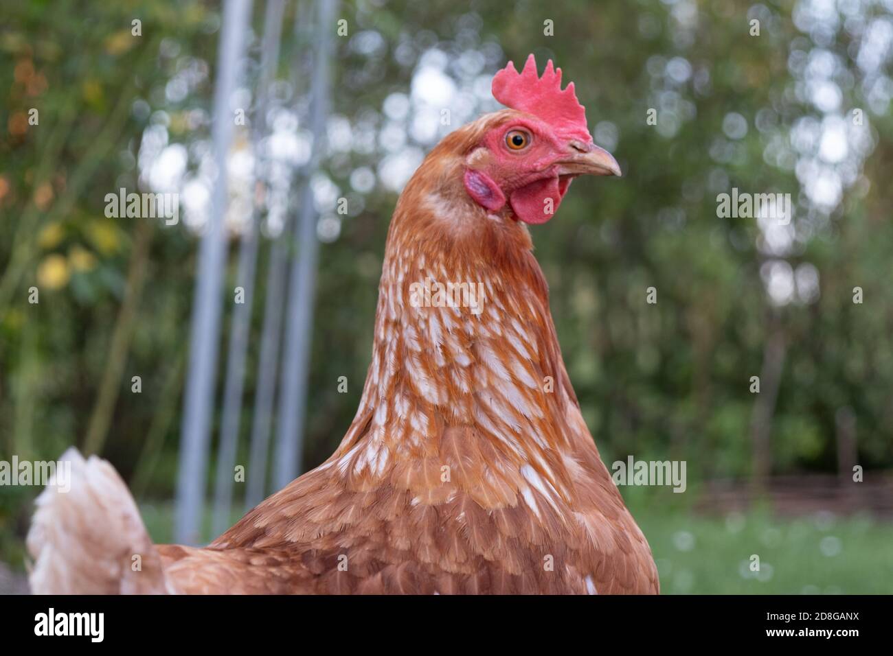 Closeup portrait of a single cute red-feather hen in a farmyard Stock ...