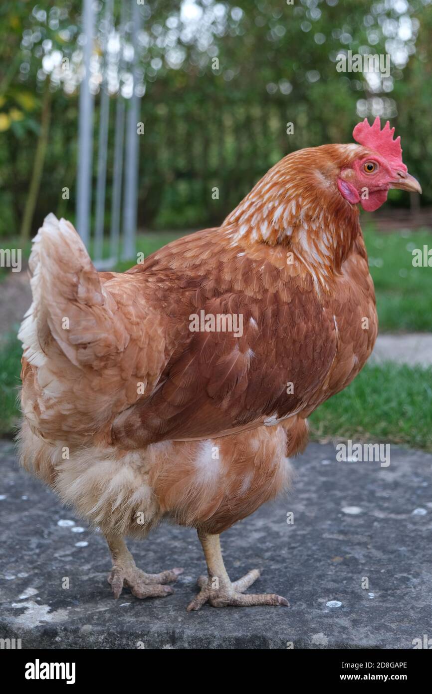 Closeup vertical portrait of a single cute red-feather hen in a ...