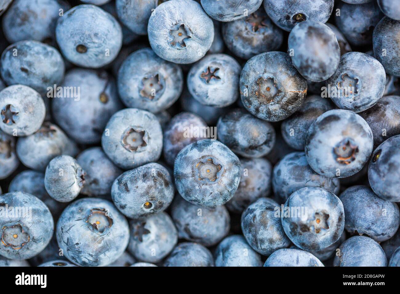 Close up of a fresh harvested raw blueberries, fruit concept Stock ...
