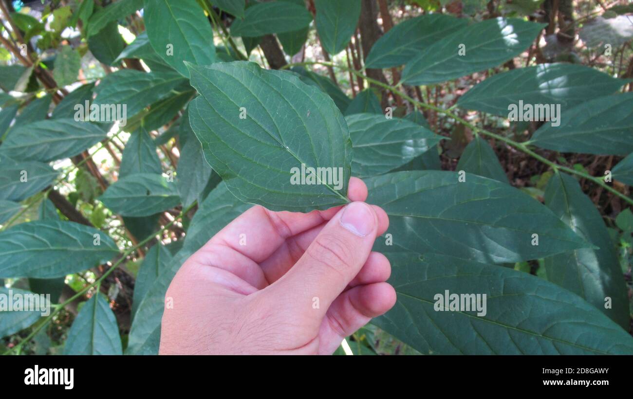 Close up young man hand holding green leaf in the middle of the ...