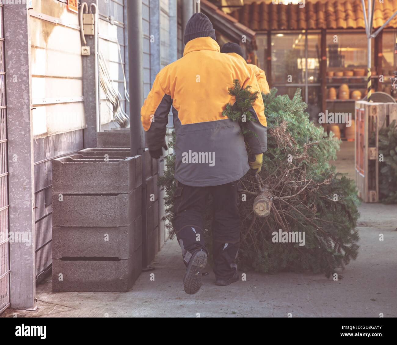 Christmas trees for sale in the store, mens carrying a tree for ...