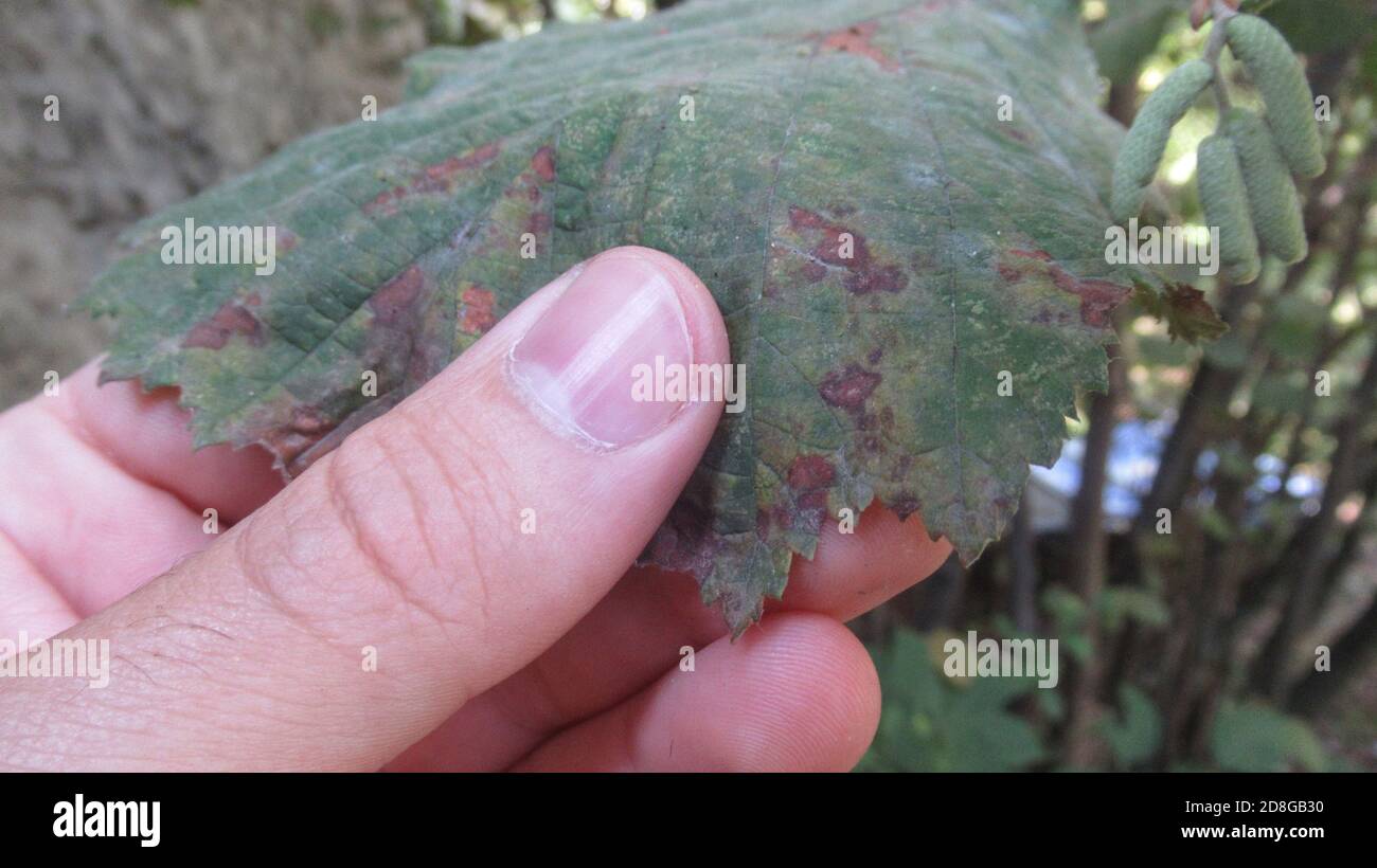Hazelnut tree leaf, affected by the disease.Fungal or viral disease ...