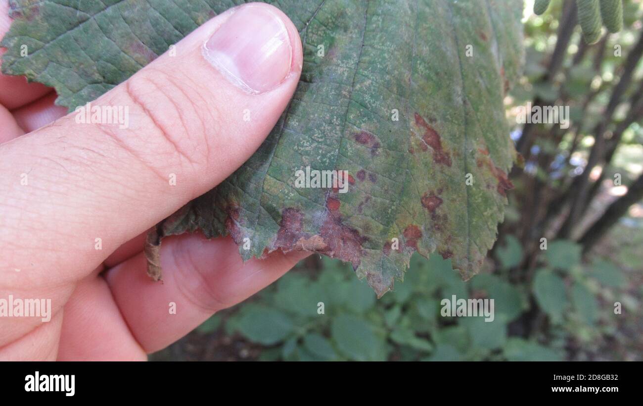 Hazelnut leaf disease hi-res stock photography and images - Alamy