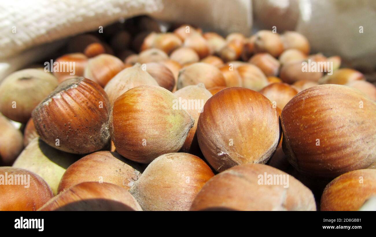 Close up of a hazelnuts. Food background, photo wallpaper Stock Photo ...