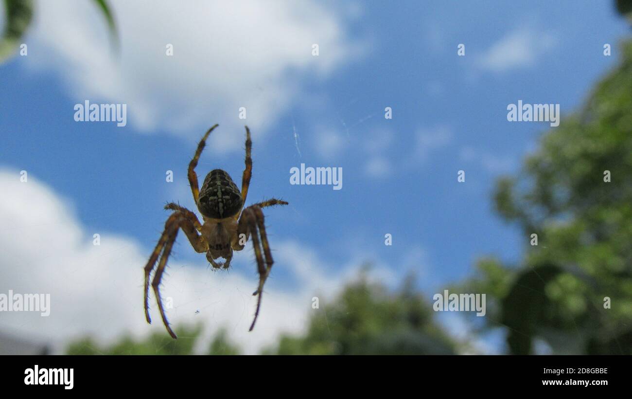 A close up of a single big yellow spider standing against blue sky ...