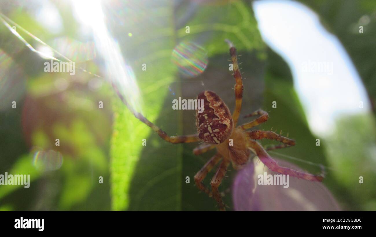 A close up of a yellow wild forest spider moving around green tree ...
