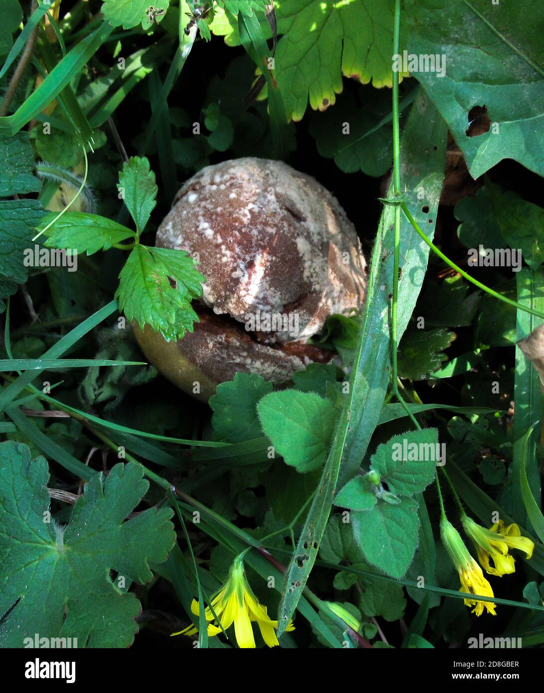 Rotten peach hi-res stock photography and images - Alamy