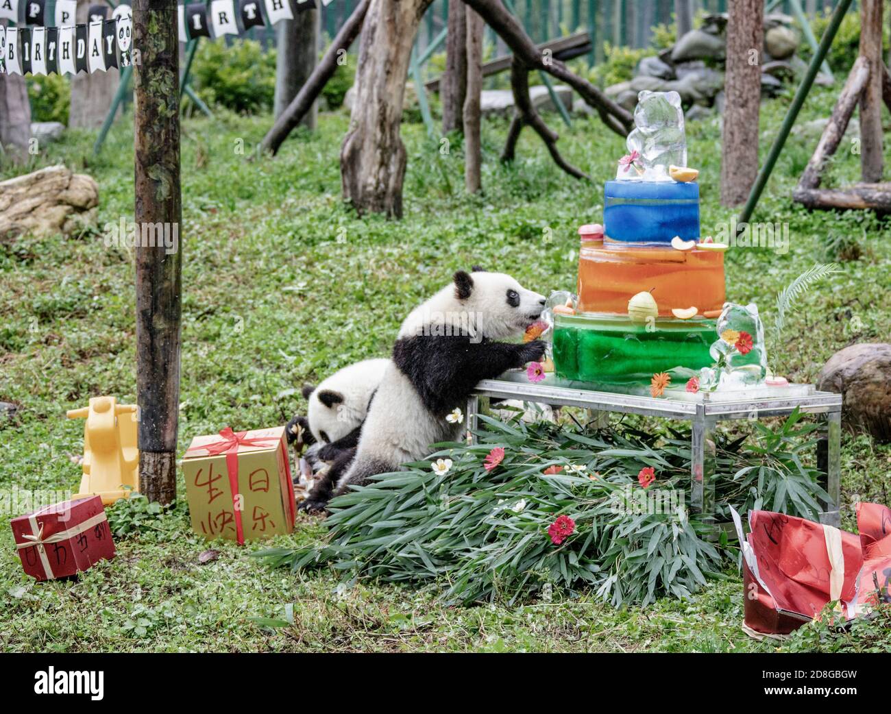 Ten pandas celebrate birthdays together at the China Conservation and ...