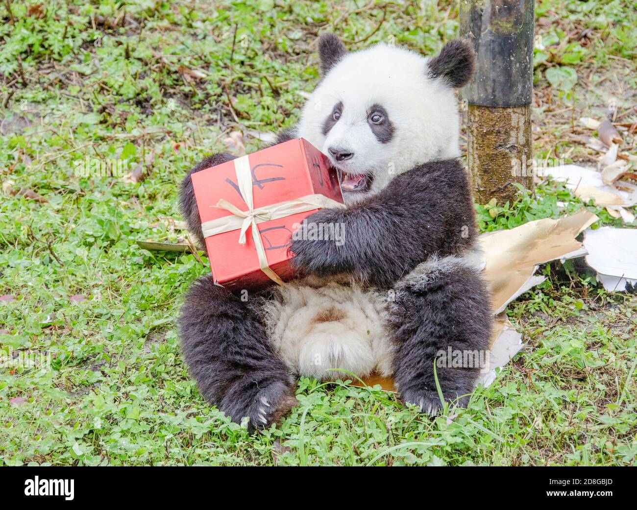 14 baby pandas born in 2019 celebrated their birthday together at the ...