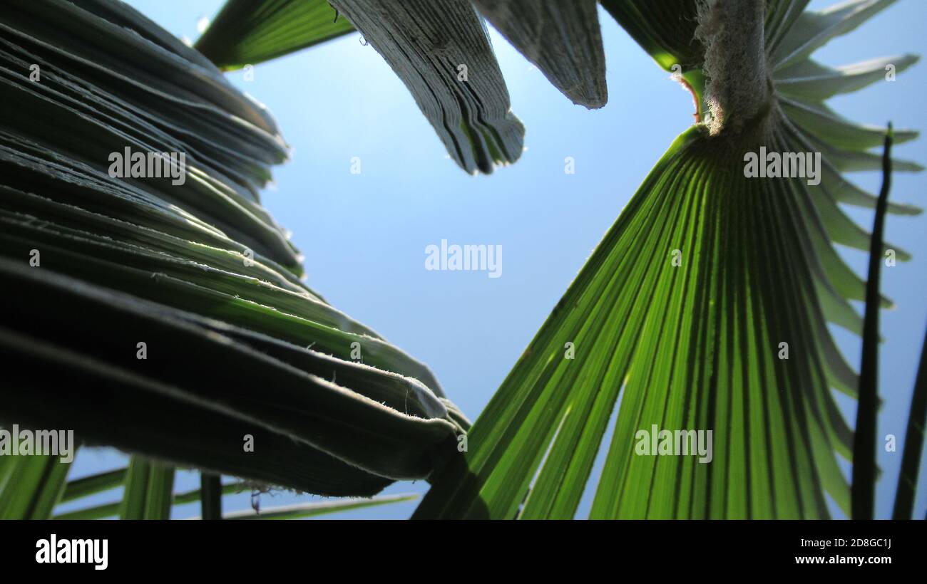 Down view of a palm plant leaves against blue sky Stock Photo - Alamy