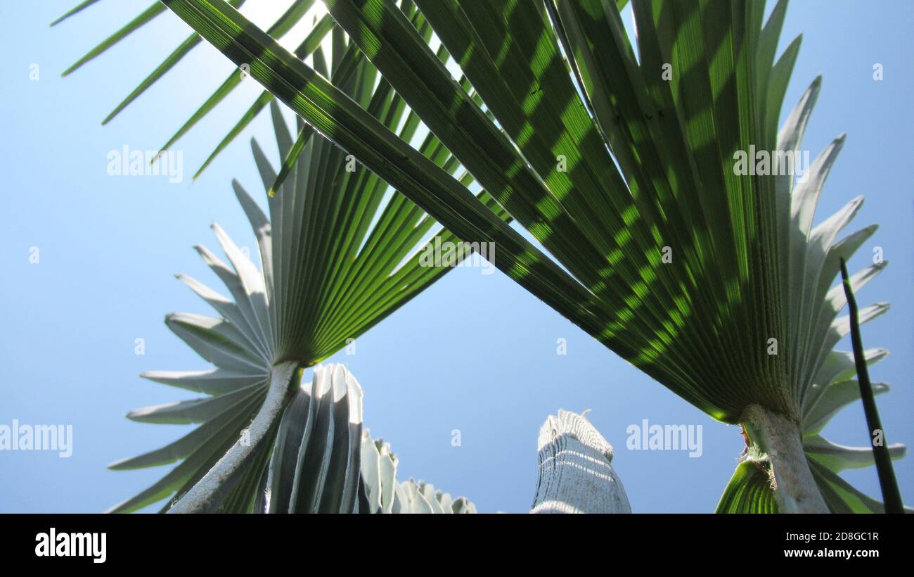 Close up of a palm tree branches and leaves against blue sky Stock ...