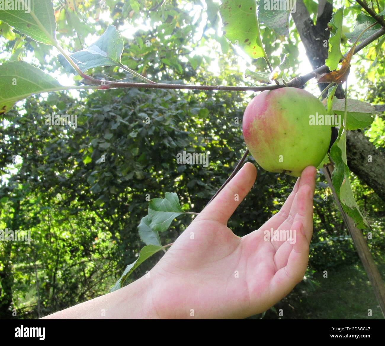 Close up child hand touching gently to the apple fruit on a tree Stock ...