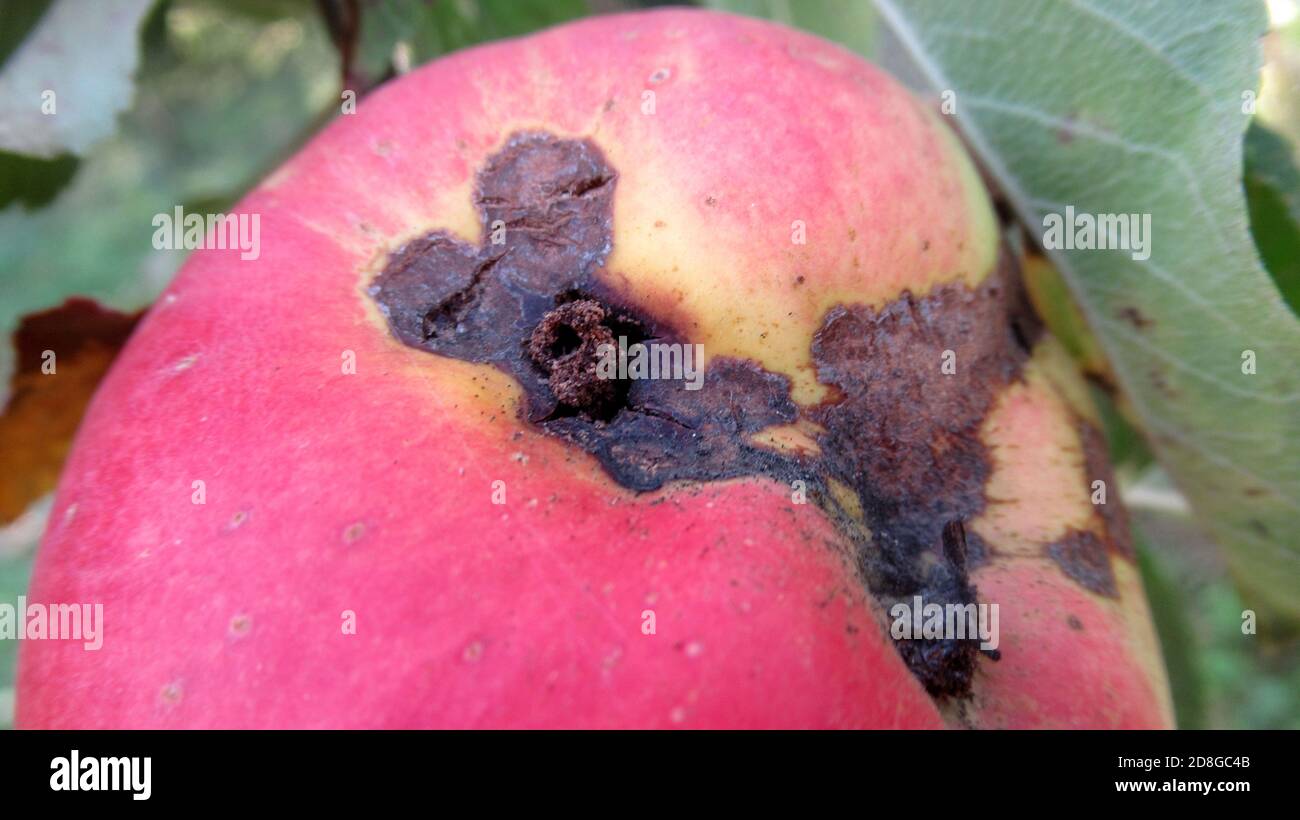 An insect damaged red apple close up Stock Photo - Alamy