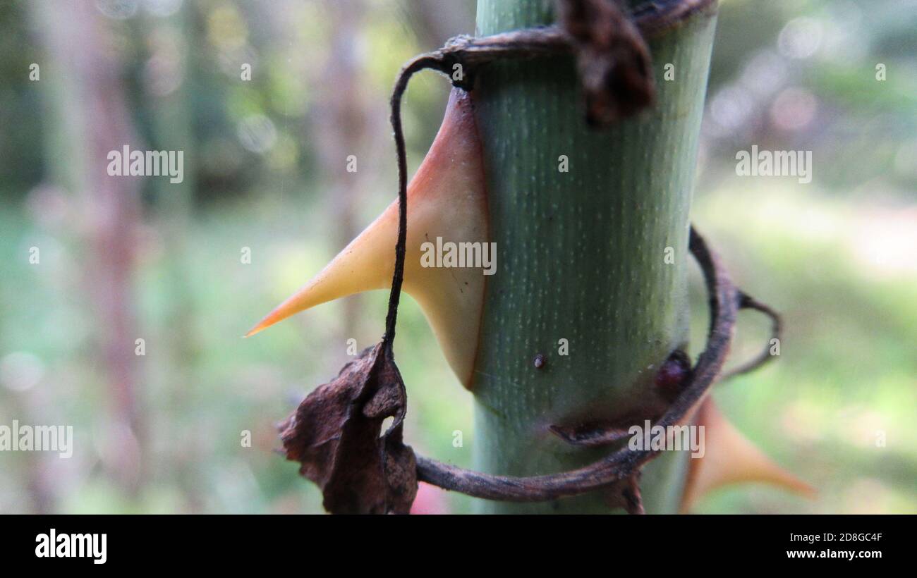 A close up of a sharp thorn of a rose flower plant Stock Photo - Alamy