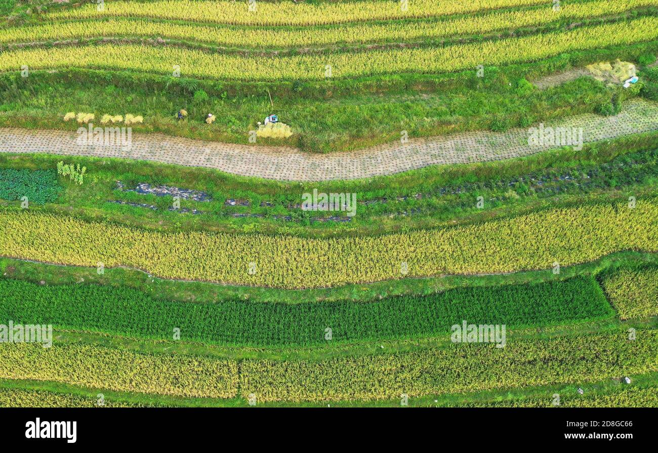 An aerial view of local farmers reaping rice in the field at terraces ...