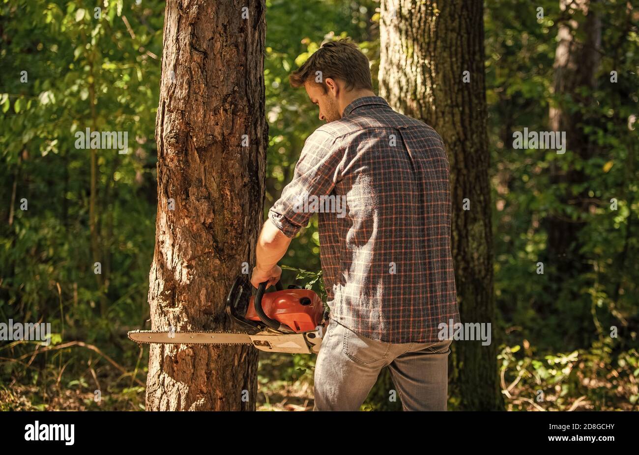 man forester use saw to cut tree. search firewood for picnic campfire ...