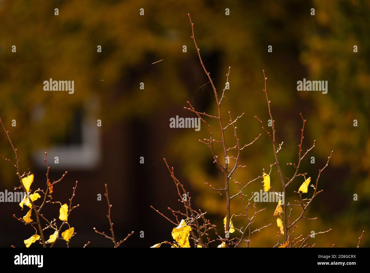 Season change concept - a bare tree top with a few autumn leaves Stock ...