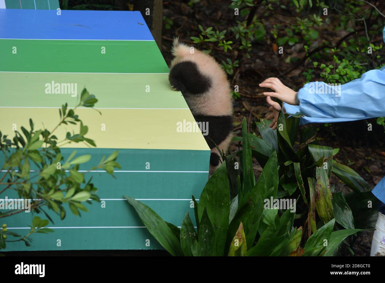 Staff take care of panda cubs who were born in 2020 are gathered and ...