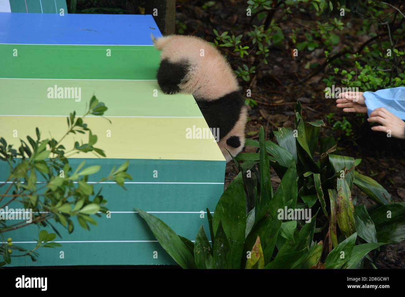 Staff take care of panda cubs who were born in 2020 are gathered and ...