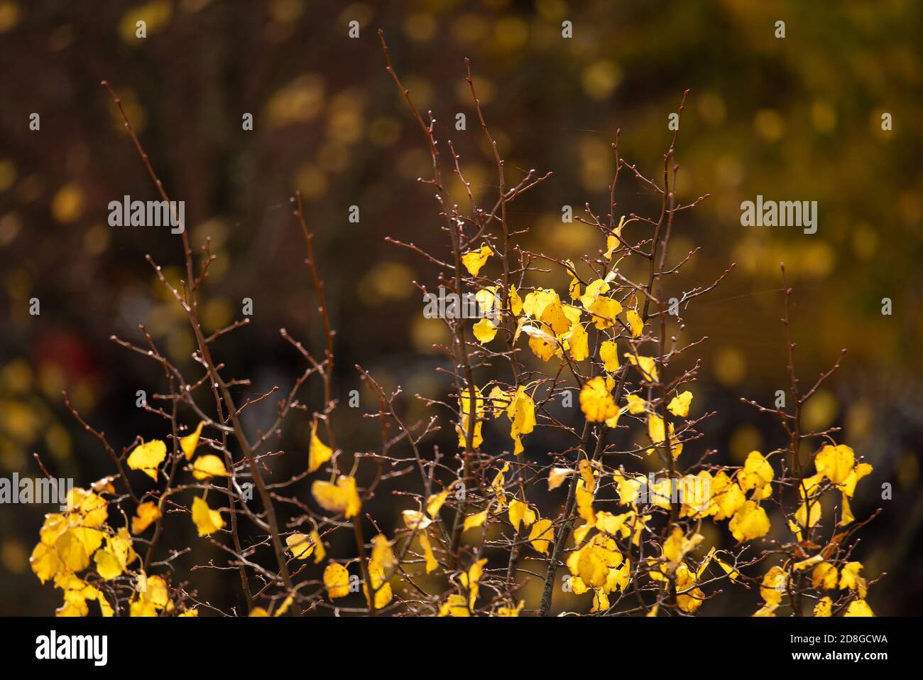 Aerial view of a bare tree top with bright yellow autumn leaves Stock ...