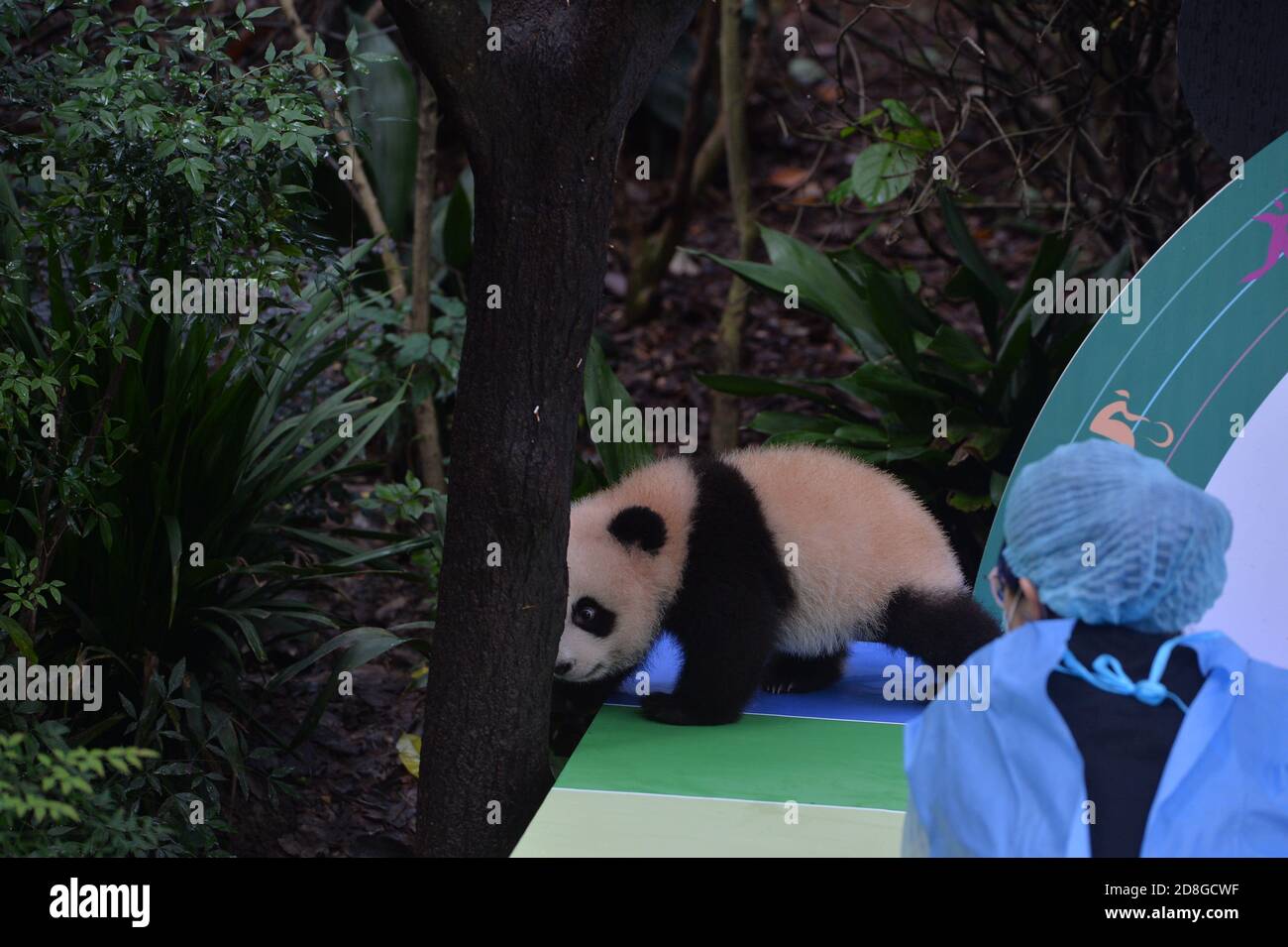 Staff take care of panda cubs who were born in 2020 are gathered and ...