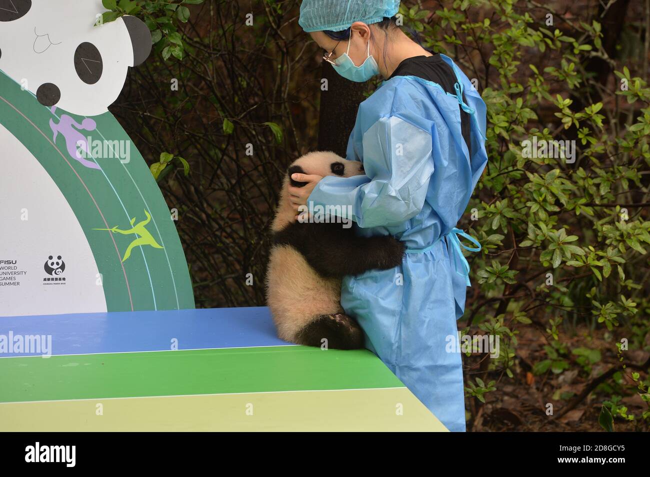 Staff take care of panda cubs who were born in 2020 are gathered and shown in front of tourists ...