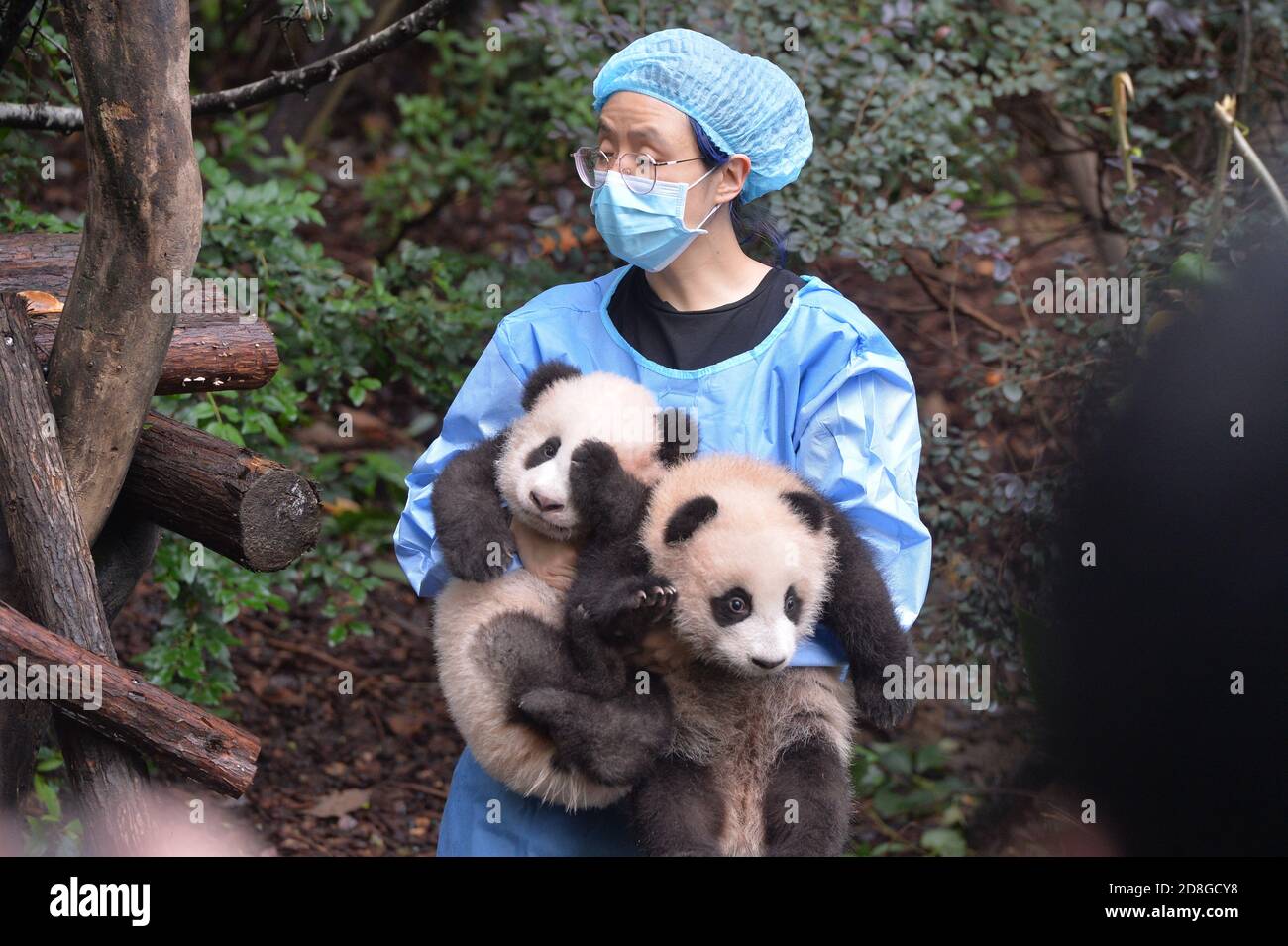 Staff take care of panda cubs who were born in 2020 are gathered and ...
