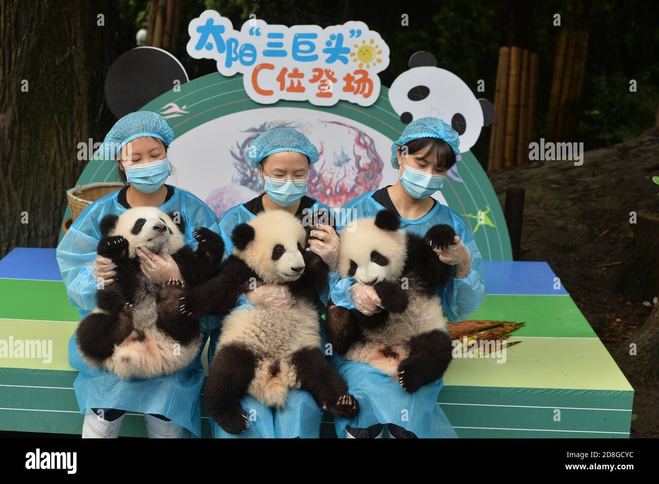 Staff take care of panda cubs who were born in 2020 are gathered and ...