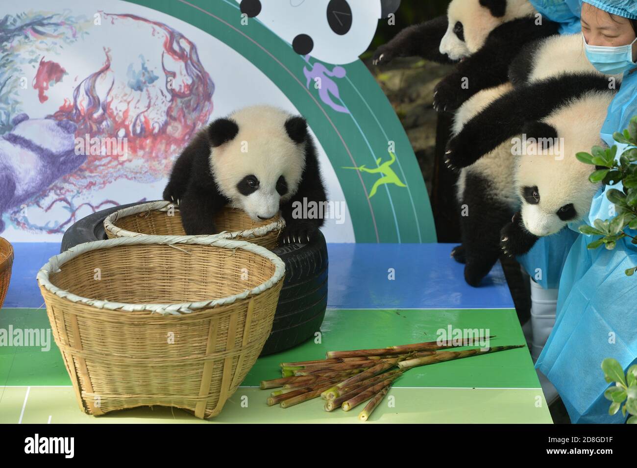 Staff take care of panda cubs who were born in 2020 are gathered and ...
