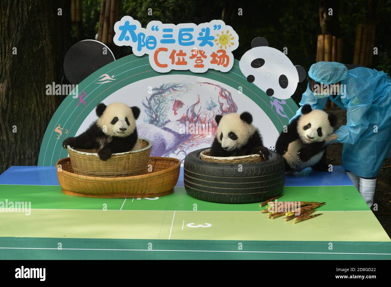 Staff take care of panda cubs who were born in 2020 are gathered and ...