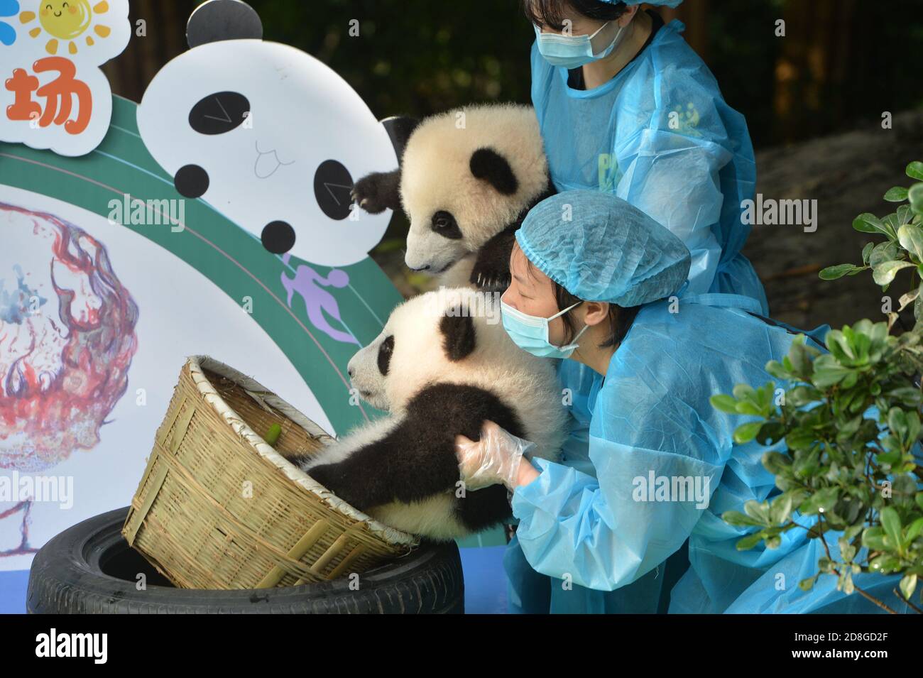 Staff take care of panda cubs who were born in 2020 are gathered and shown in front of tourists ...