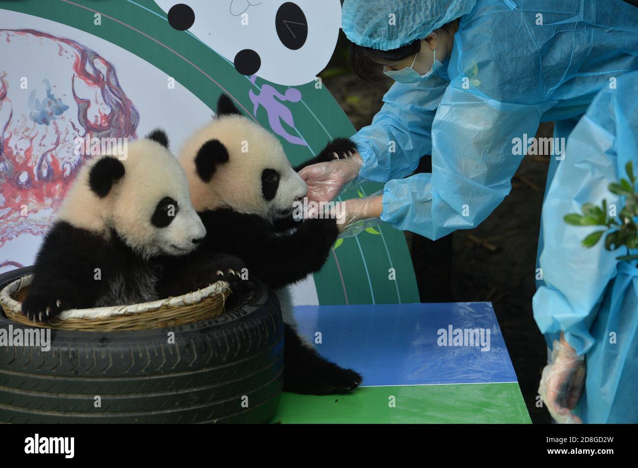 Staff take care of panda cubs who were born in 2020 are gathered and ...