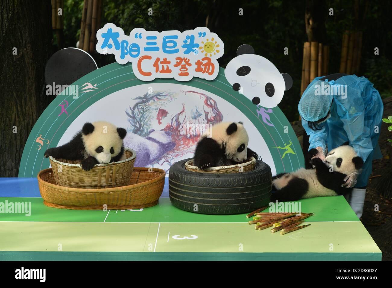 Panda cubs who were born in 2020 are gathered, shown in front of ...