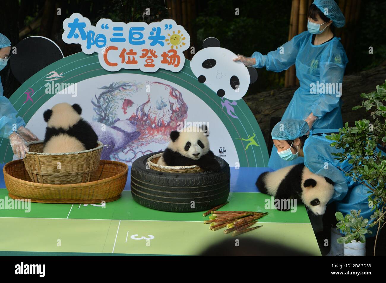 Staff take care of panda cubs who were born in 2020 are gathered and shown in front of tourists ...