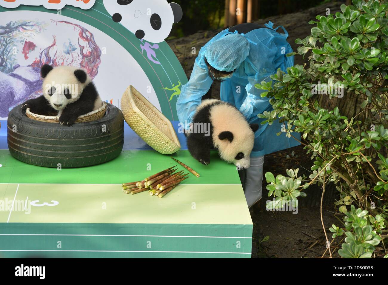 Staff take care of panda cubs who were born in 2020 are gathered and shown in front of tourists ...