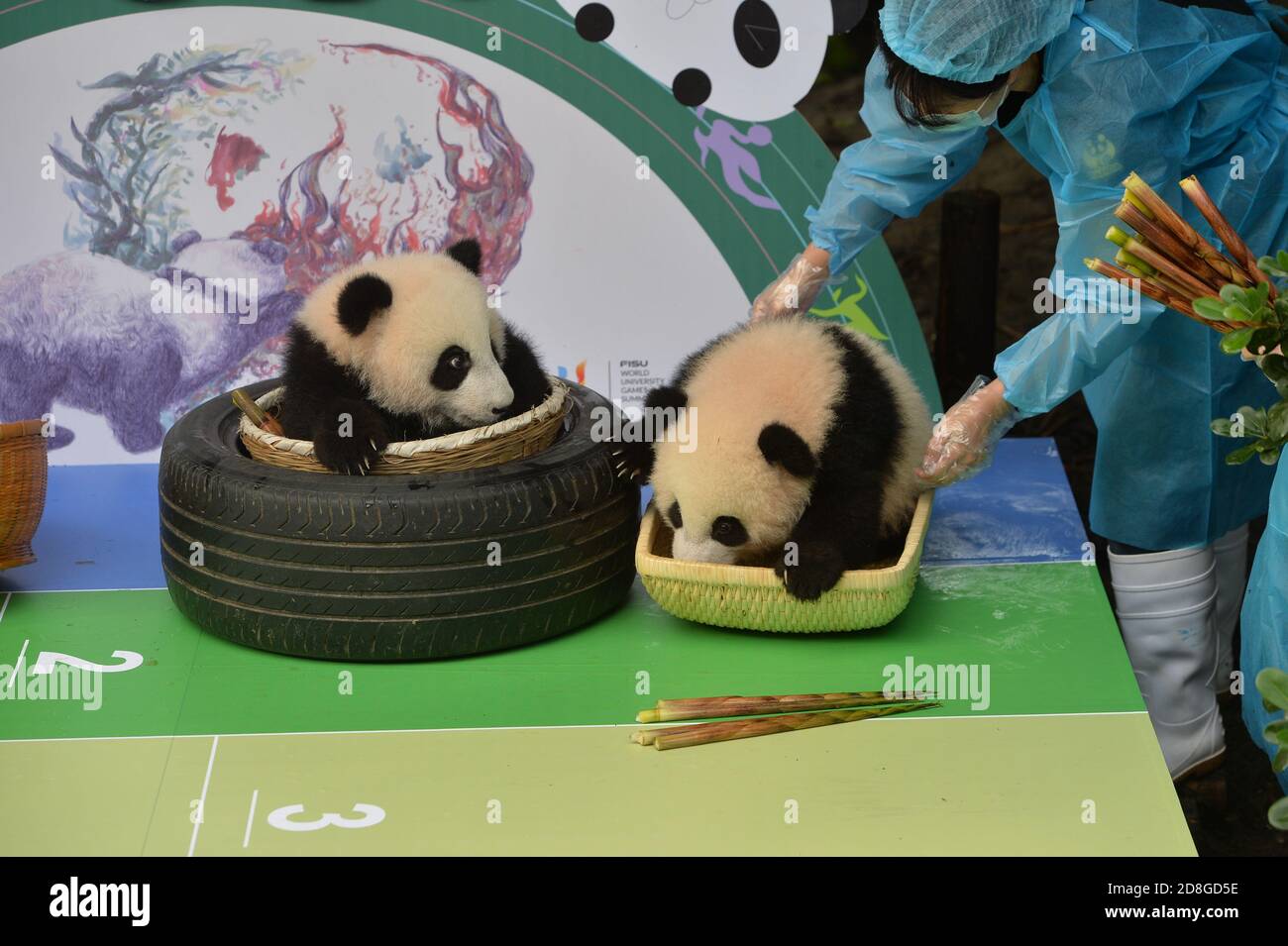 Staff take care of panda cubs who were born in 2020 are gathered and shown in front of tourists ...