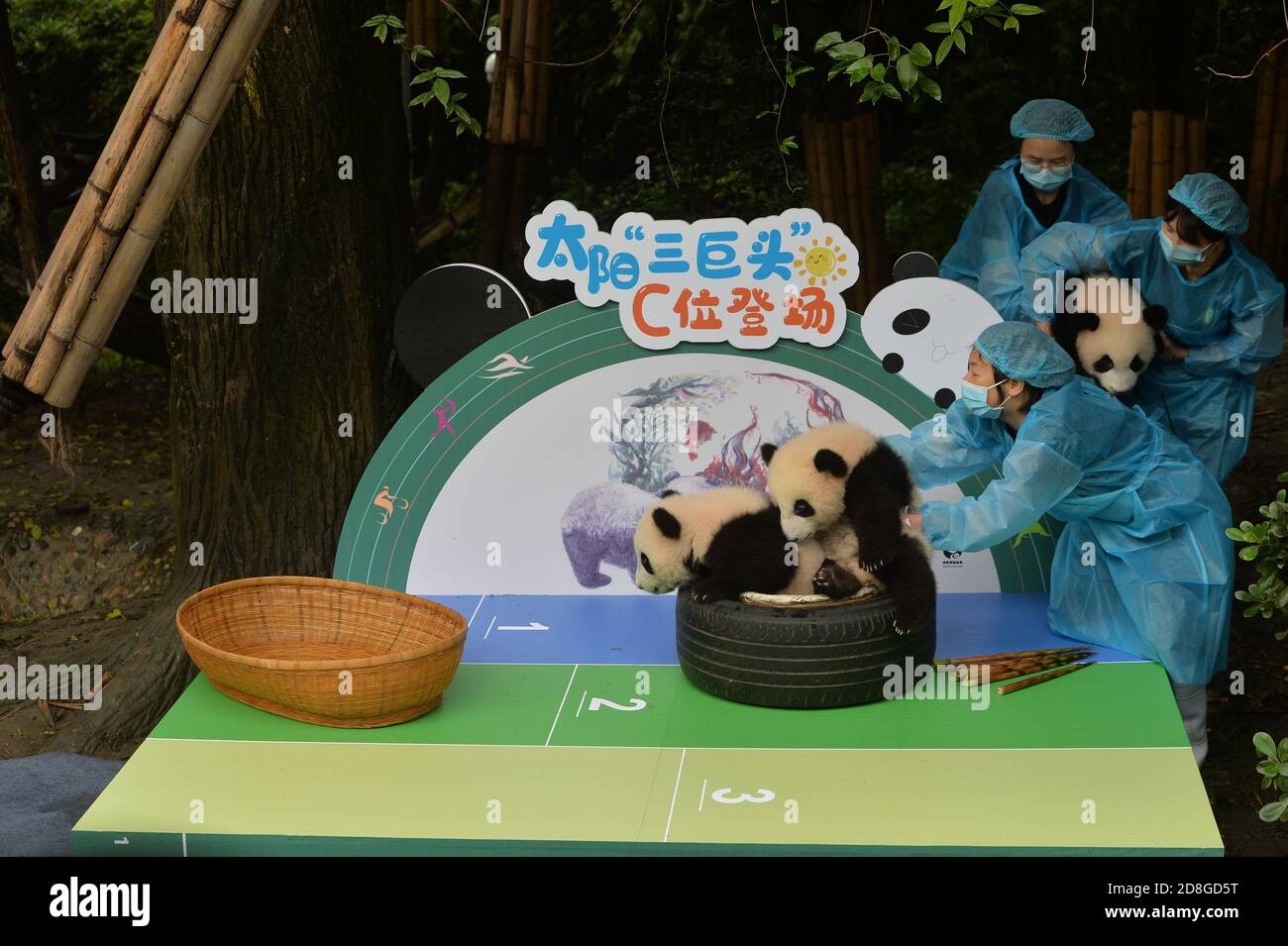 Staff take care of panda cubs who were born in 2020 are gathered and ...