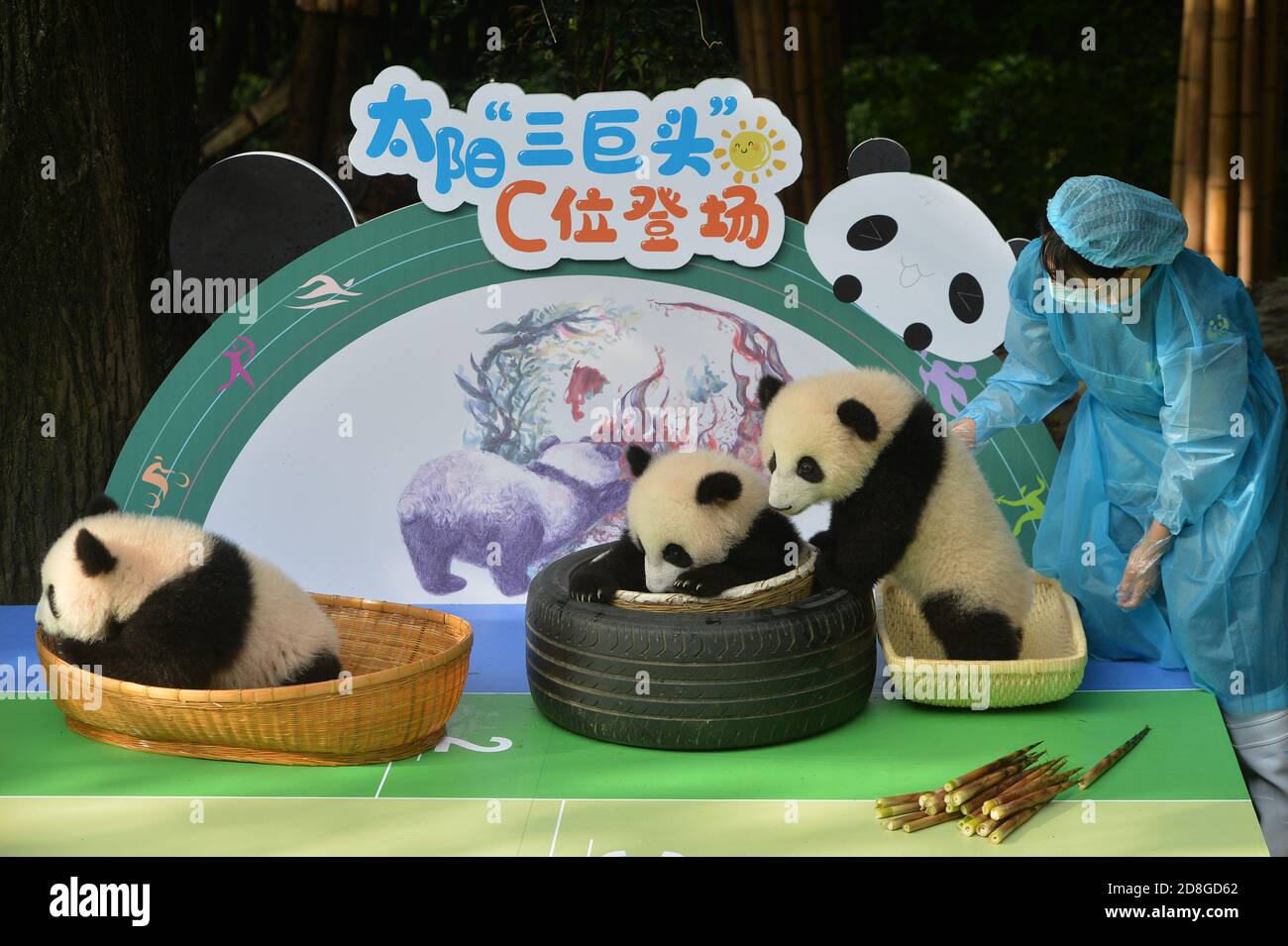 Staff take care of panda cubs who were born in 2020 are gathered and shown in front of tourists ...