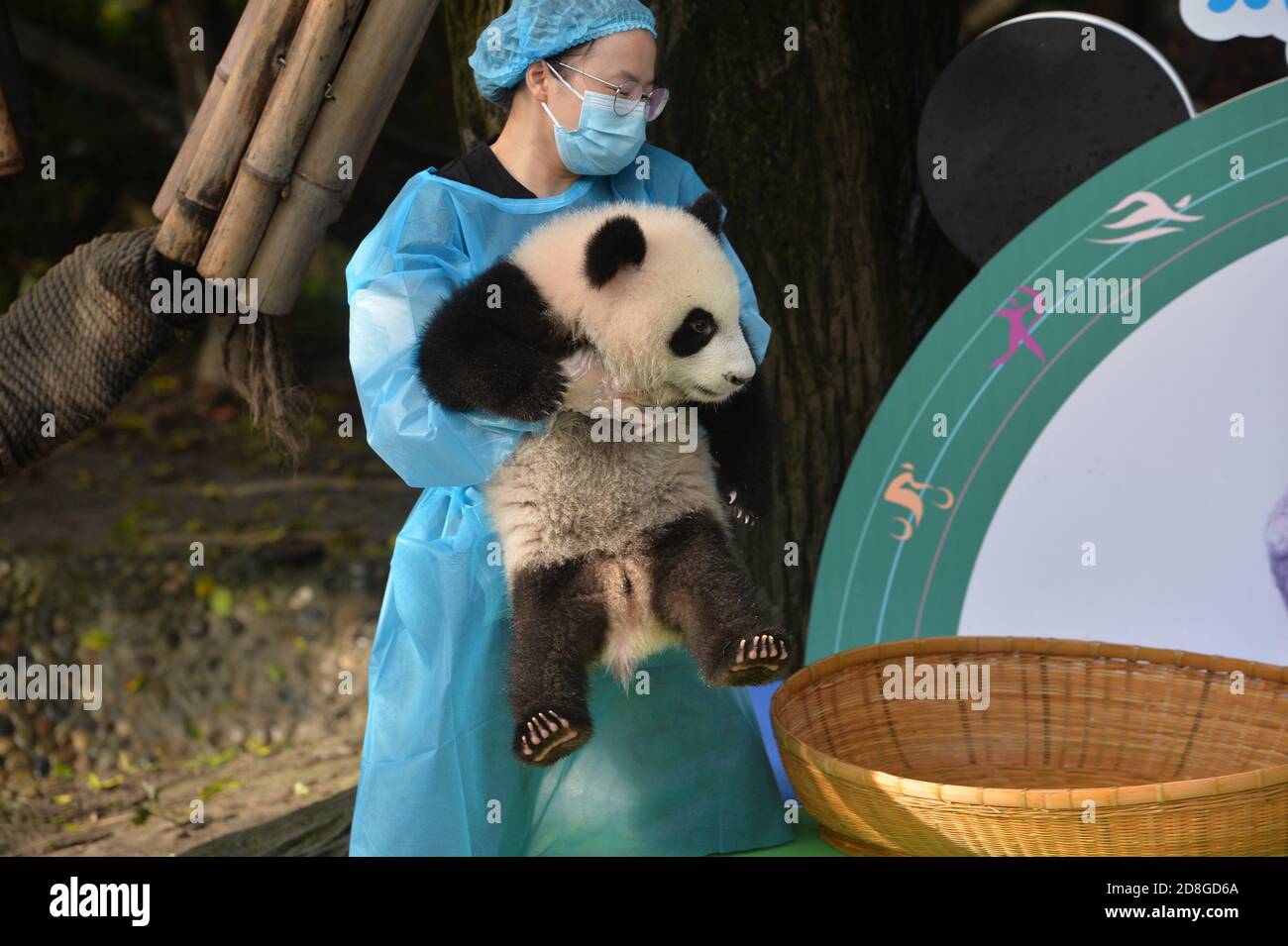 Staff take care of panda cubs who were born in 2020 are gathered and ...