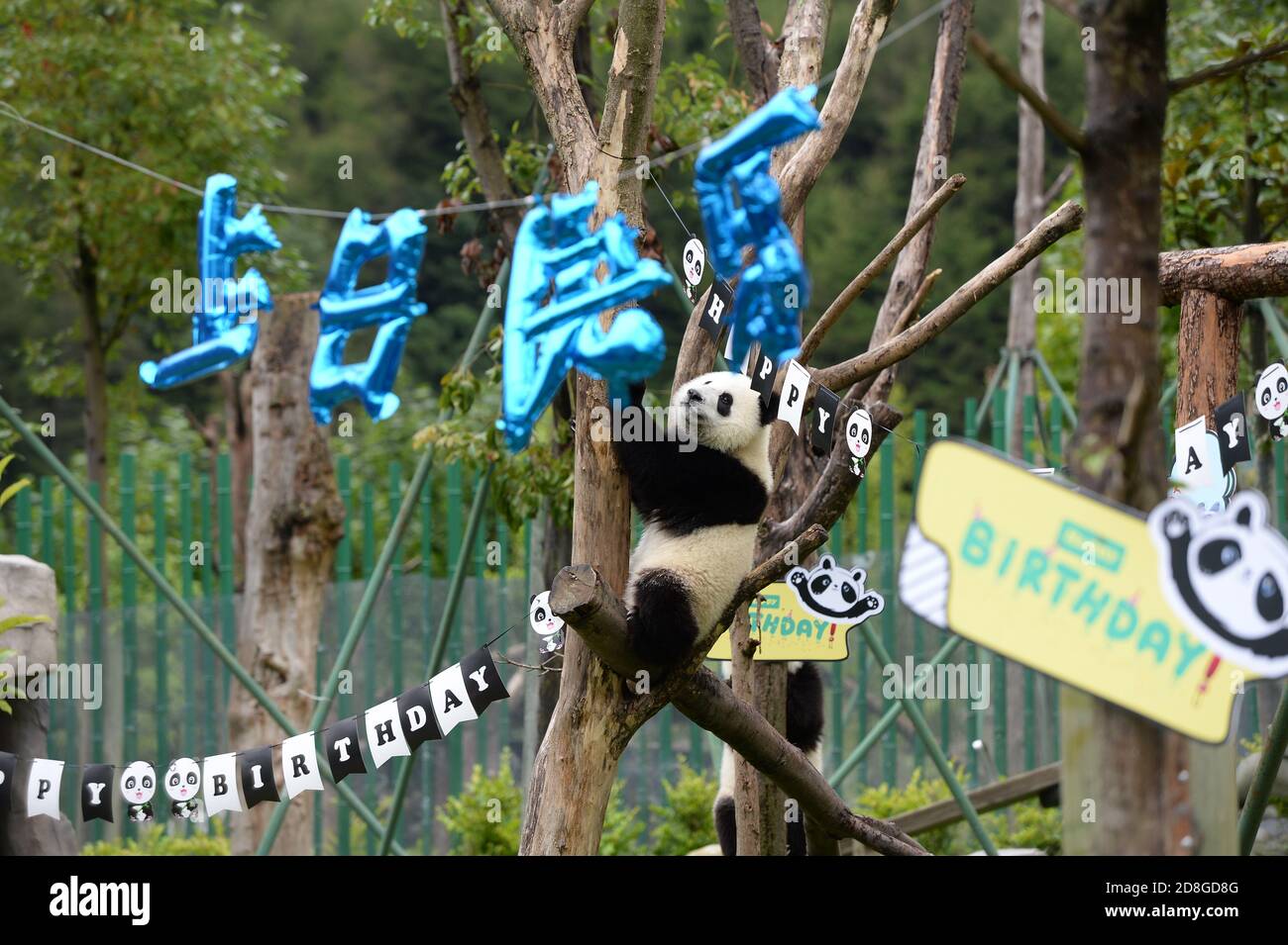 Panda china wolong panda center hi-res stock photography and images - Alamy