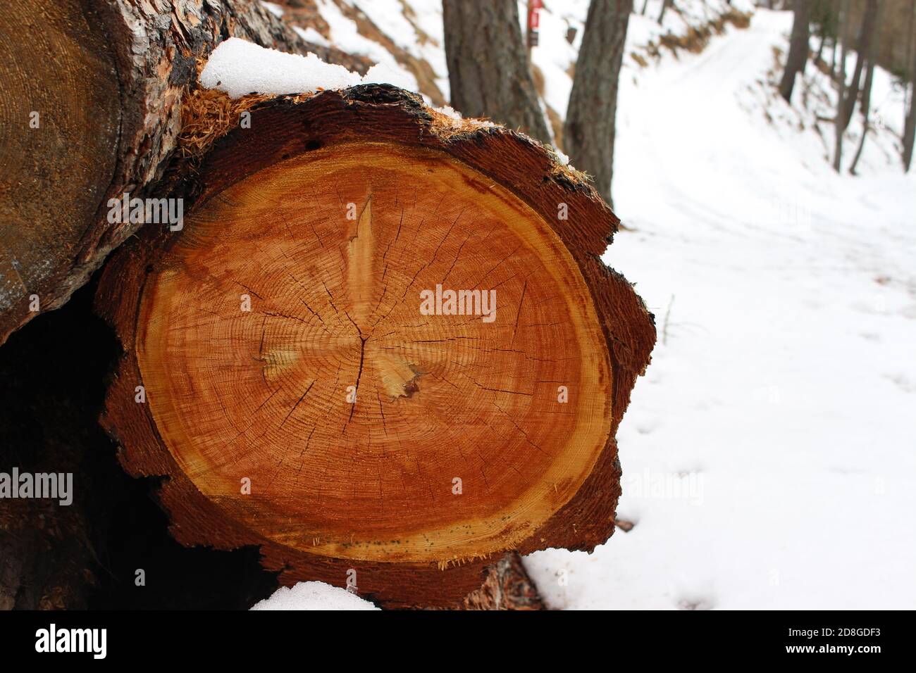 Sharp trunk of a tree with snow in mountain Stock Photo - Alamy