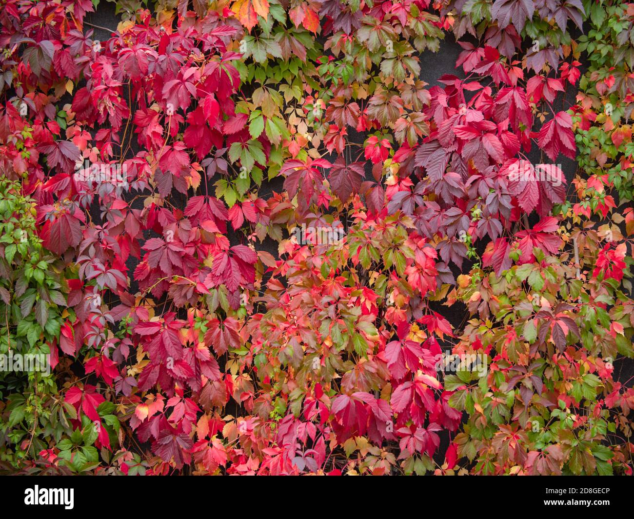 grape leaves in autumn. gradient from green to red Stock Photo - Alamy