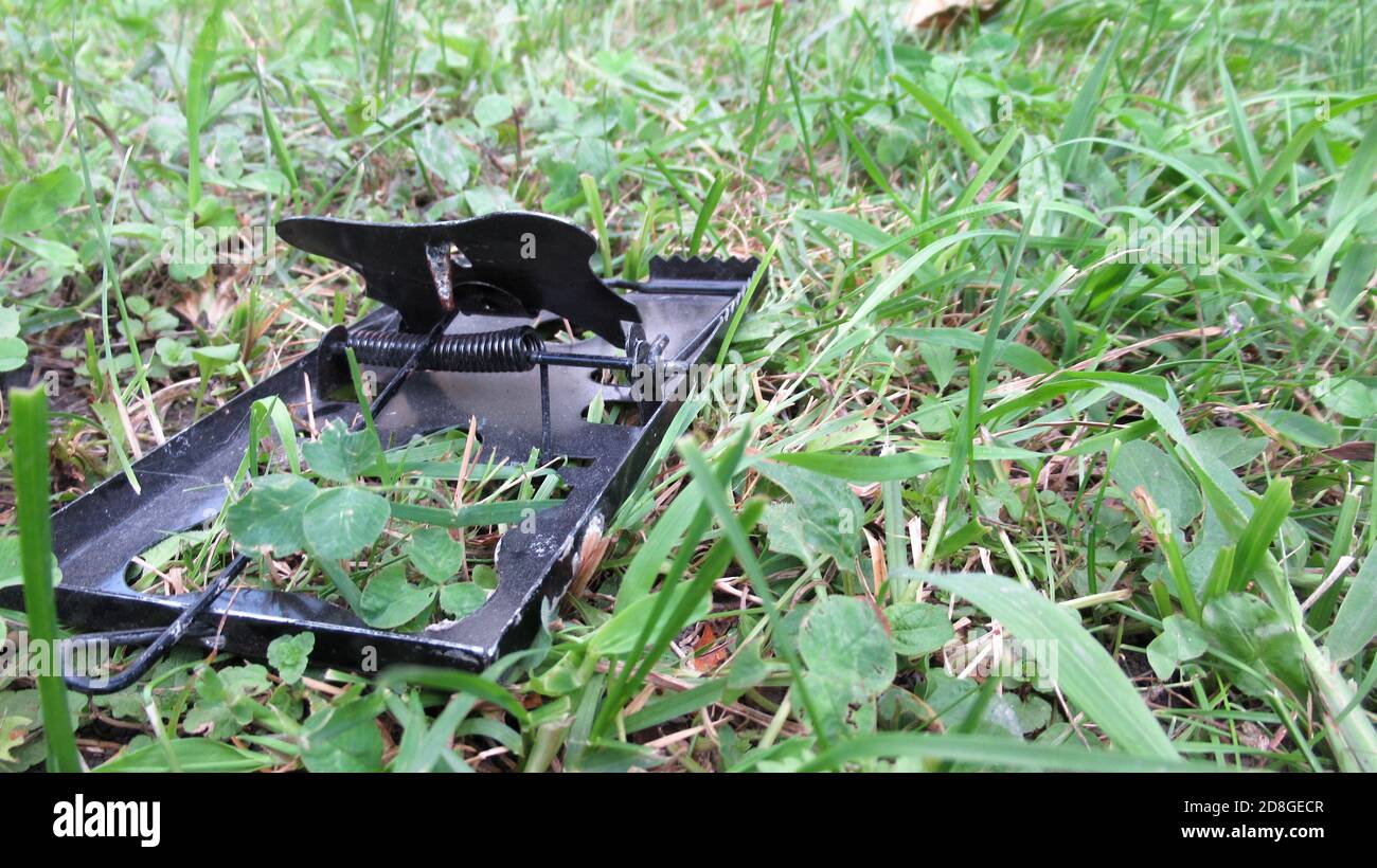 Close up black metal mouse trap on the green grass ground Stock Photo ...