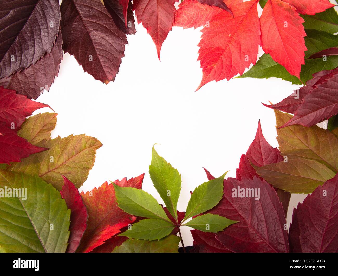 photos of autumn grape leaves. gradient of colors in autumn leaves from ...