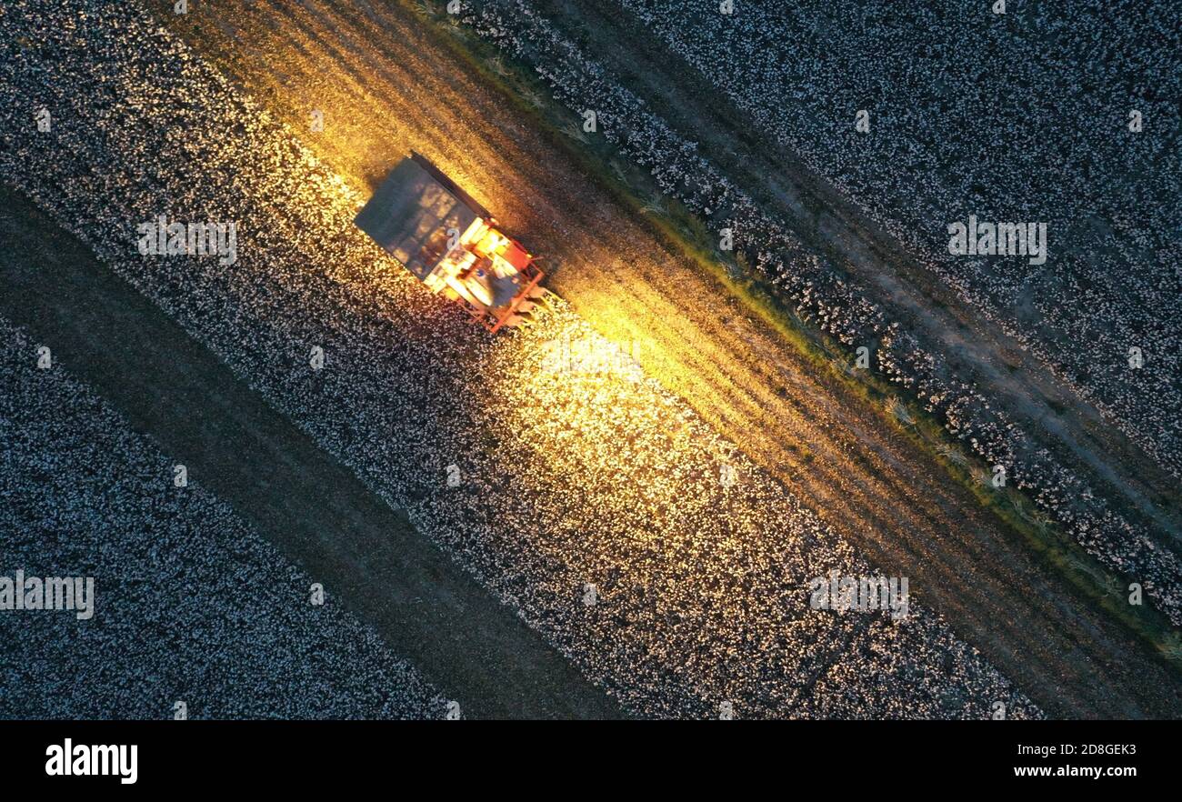 A night aerial view of a cotton picker working in the cotton field ...