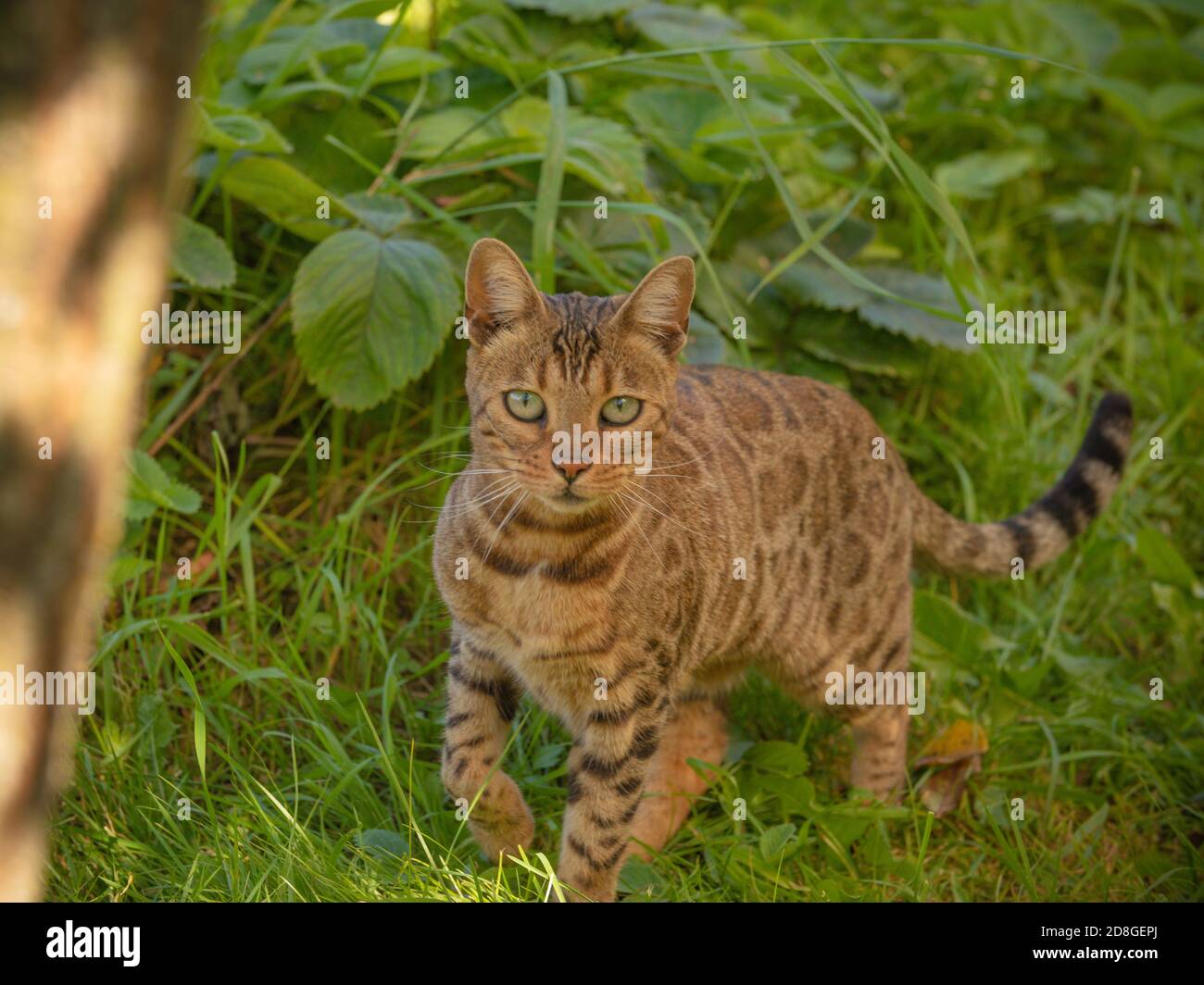 Bengal cat posing. Beautiful cat of Bengali breed. Young domestic cat ...