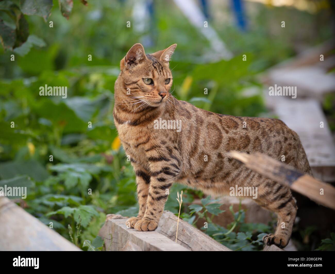 Bengal cat posing. Beautiful cat of Bengali breed. Young domestic cat ...